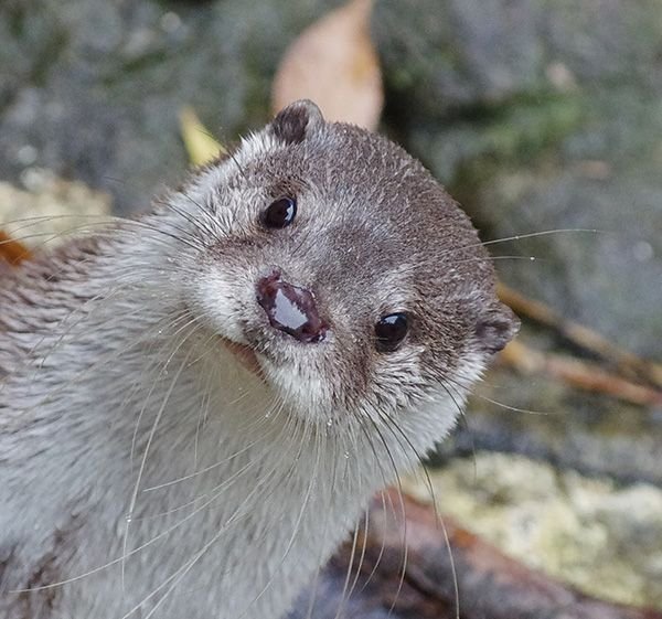 It’s Otterly Terrific Tuesday! Post your otters! | Otters