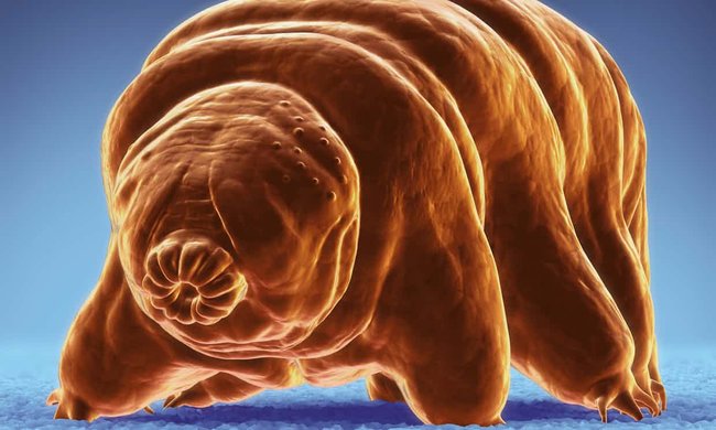 I Love Animal Animals THE TOUGHEST CREATURE ON EARTH Whether It Is A Supernova Or An i-love-animal-animals-the-toughest-creature-on-earth-whether-it-is-a-supernova-or-an