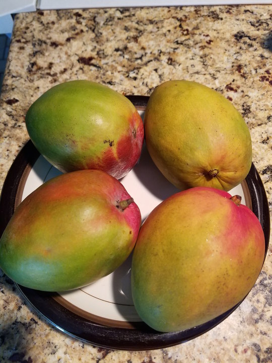 Mango the exotic fruits love to show and offer maroon color mango with ...