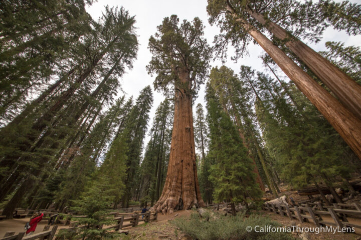 The Biggest Tree In The World In 1879, General Sherman Tree was named ...