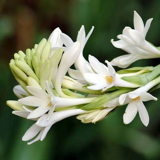 What's your favourite flower? And why? Mine is tuberose. The smell is ...