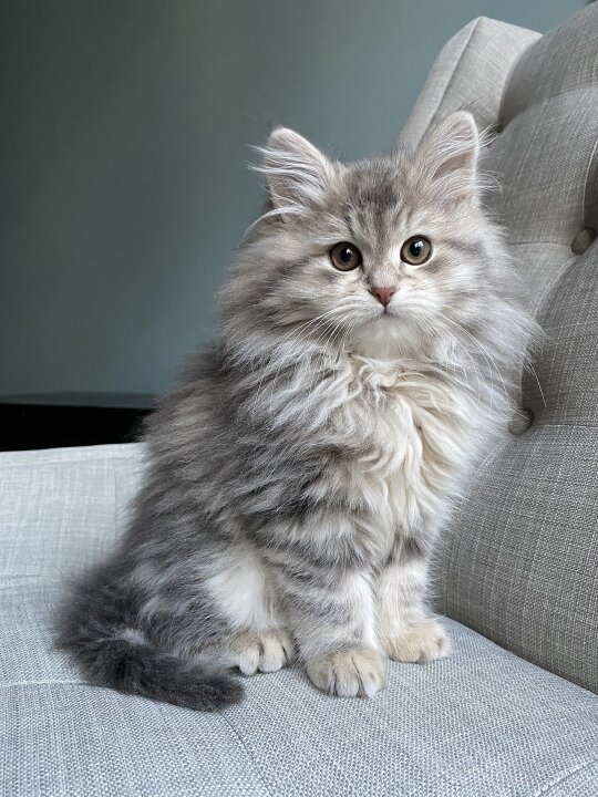 The Siberian cat The Siberian is a centuries-old landrace (natural ...