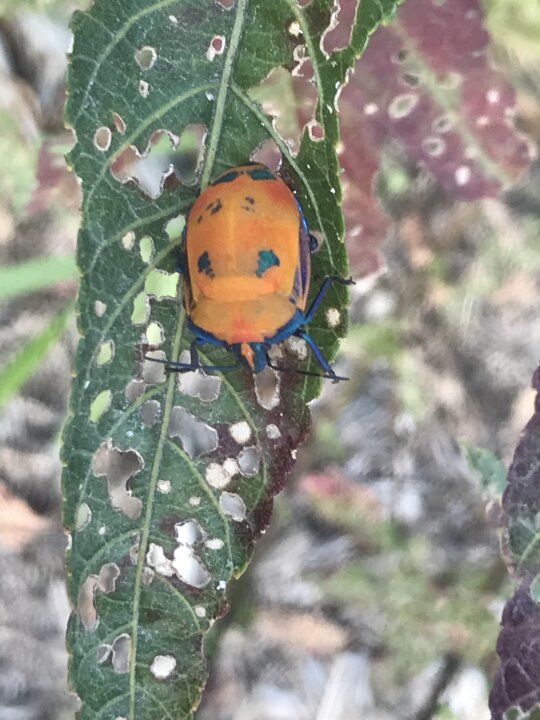Colourful bugs Blue - Male Orange - Female Feeding on a hibiscus plant ...