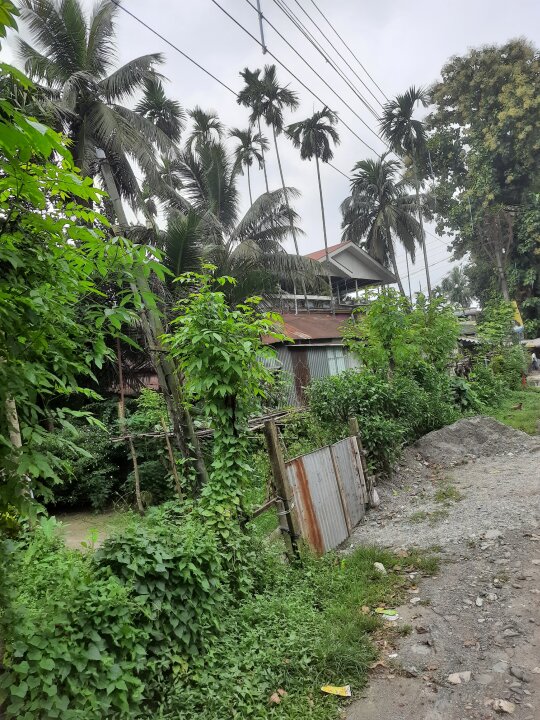 Some more pics of my native Falakata. How are they? | Life