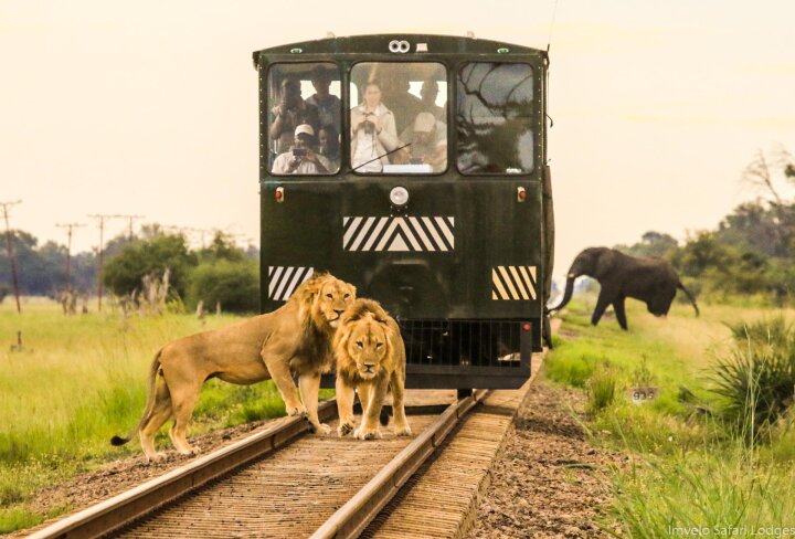 The Safari Express 🦮🦣(The Knowledge) A single-car train that seats 22 ...