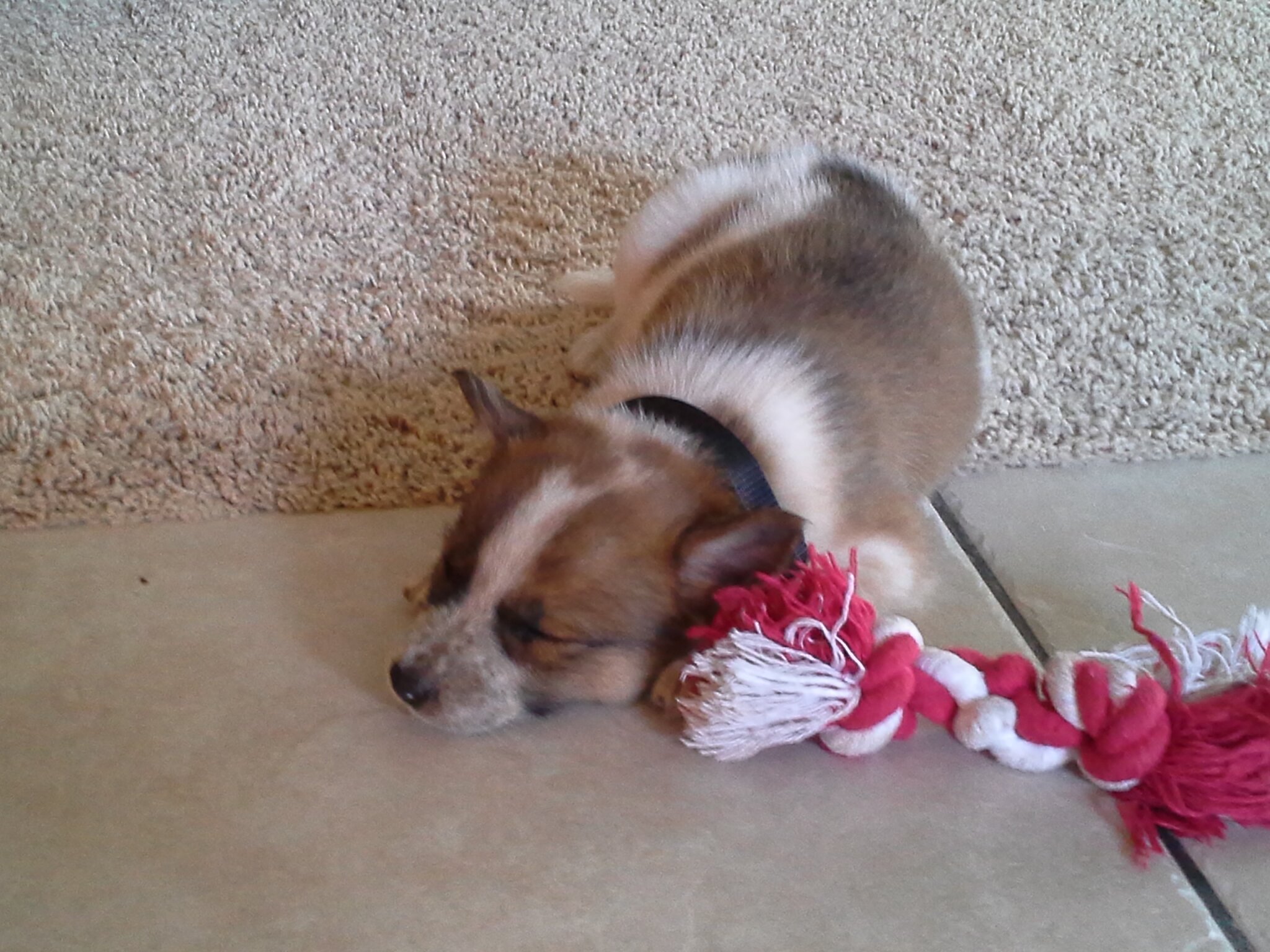 I love you Riley My account is named after my dog Riley. Today she ...