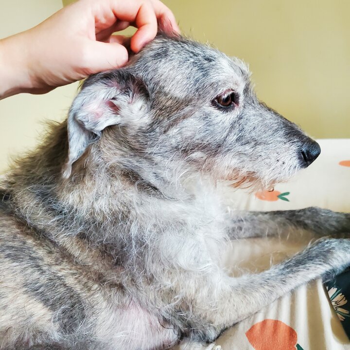 Lucy having a scalp massage When I try to stop she forces her head back ...