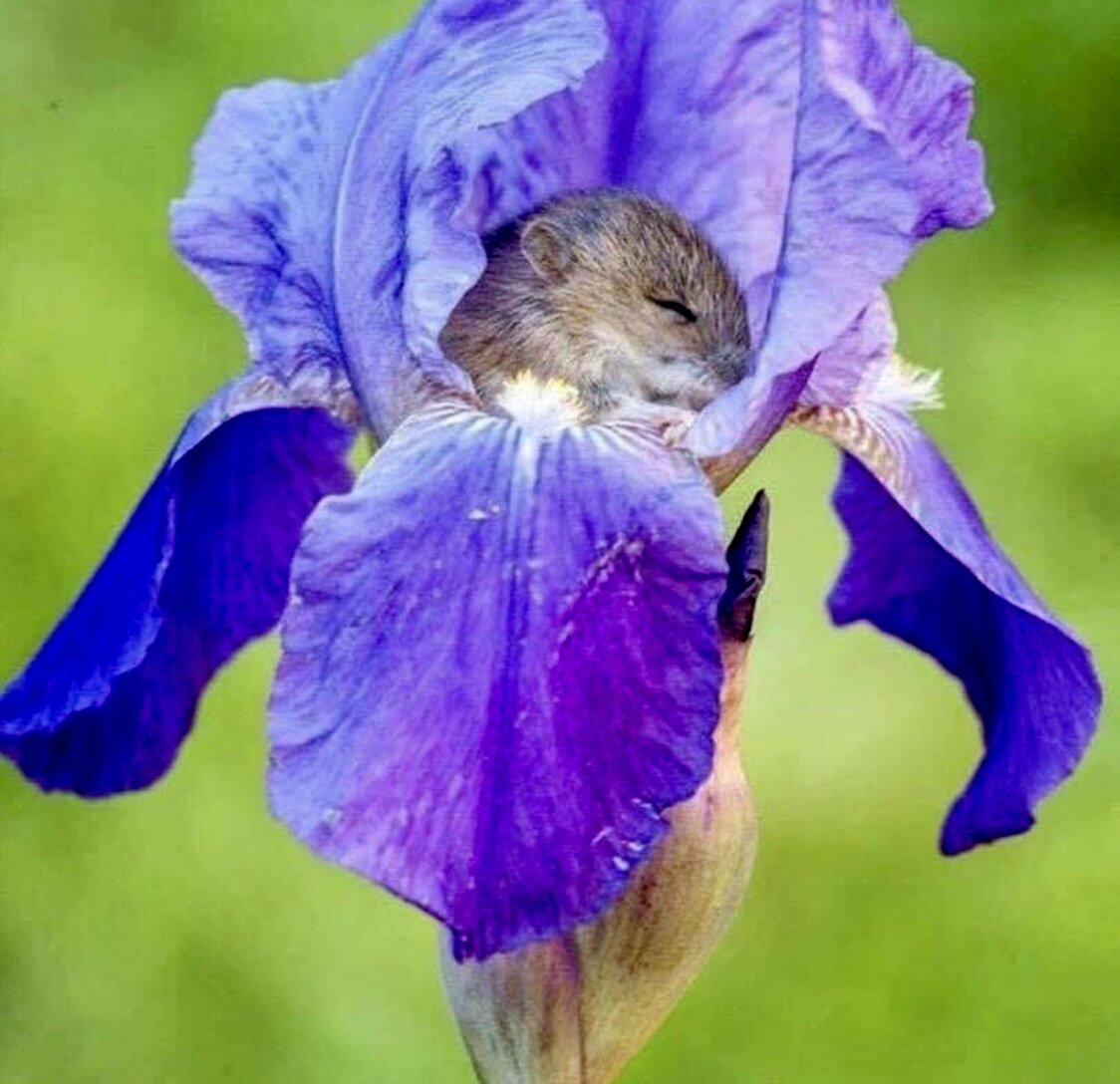 Did ya forget bout me SW? :) Im baaaacckkk and heres a tiny mouse ...