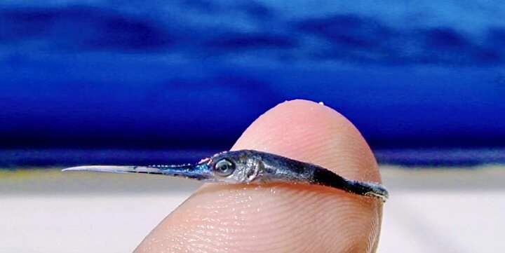 This new born swordfish can be 1000 pounds when it grows up!! buttttt ...
