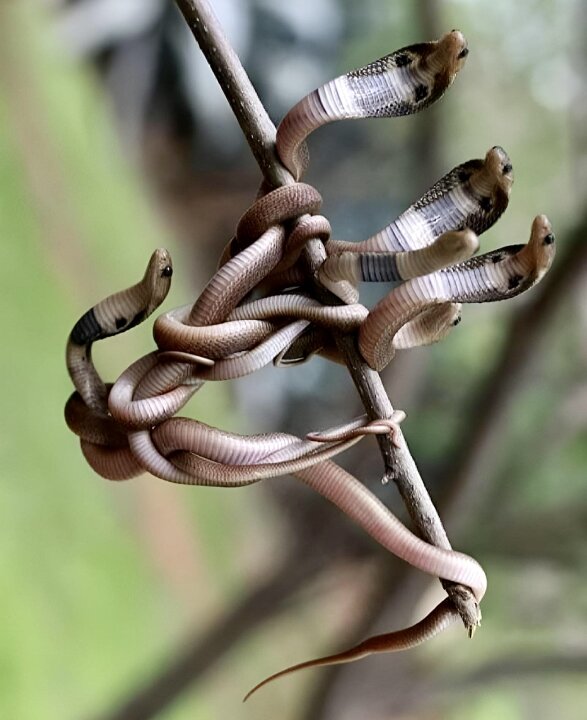 Aweee theyre so deadly but cute as babies Cobra snake babies hangin out ...