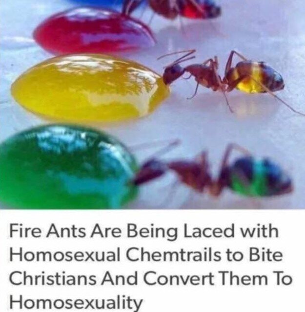 Ive Been Bit By These Ants As Soon As I Was Bitten By One Of These Ants I Went Into A Nsfw