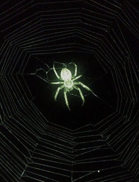 Bioluminescent spider made it in a lab so ig they just got bored cuz ...