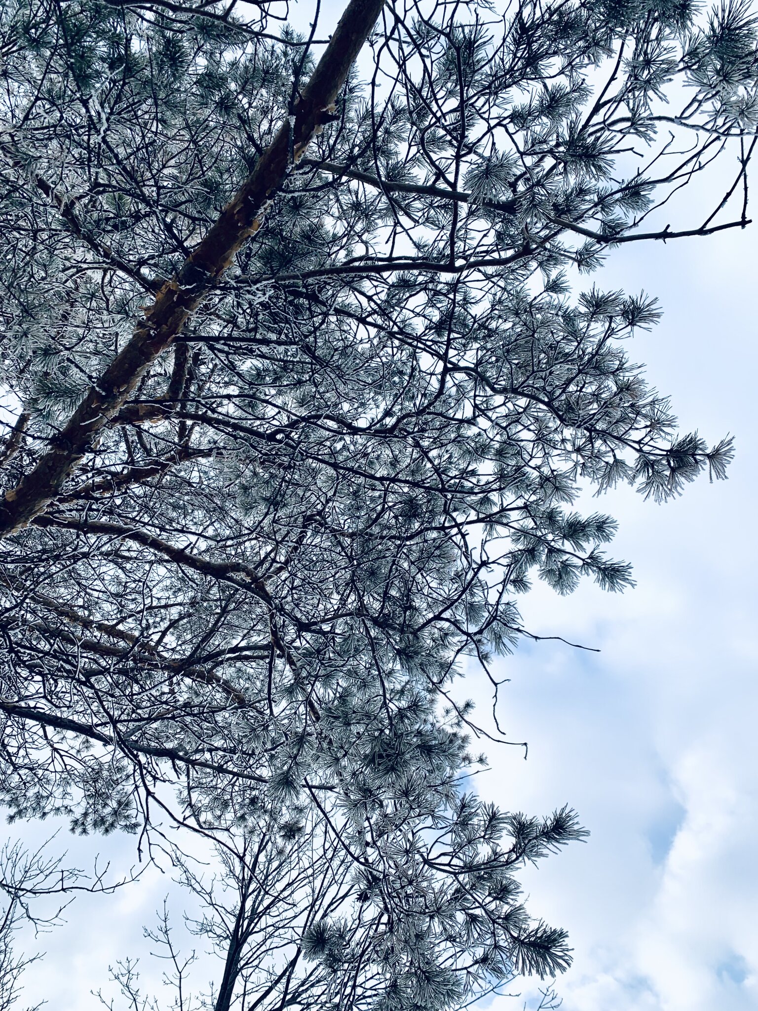 Frozen Fog on Trees Just another morning at this side of the world… 🥶 ...