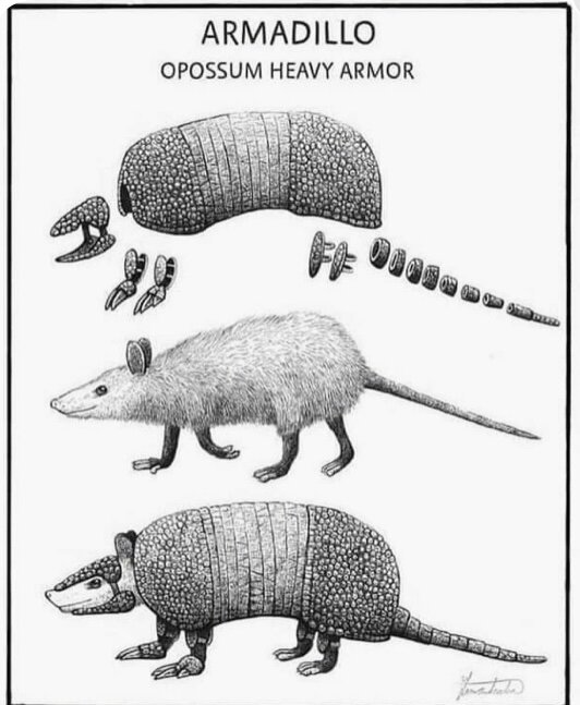 Arming yourself? | Animals