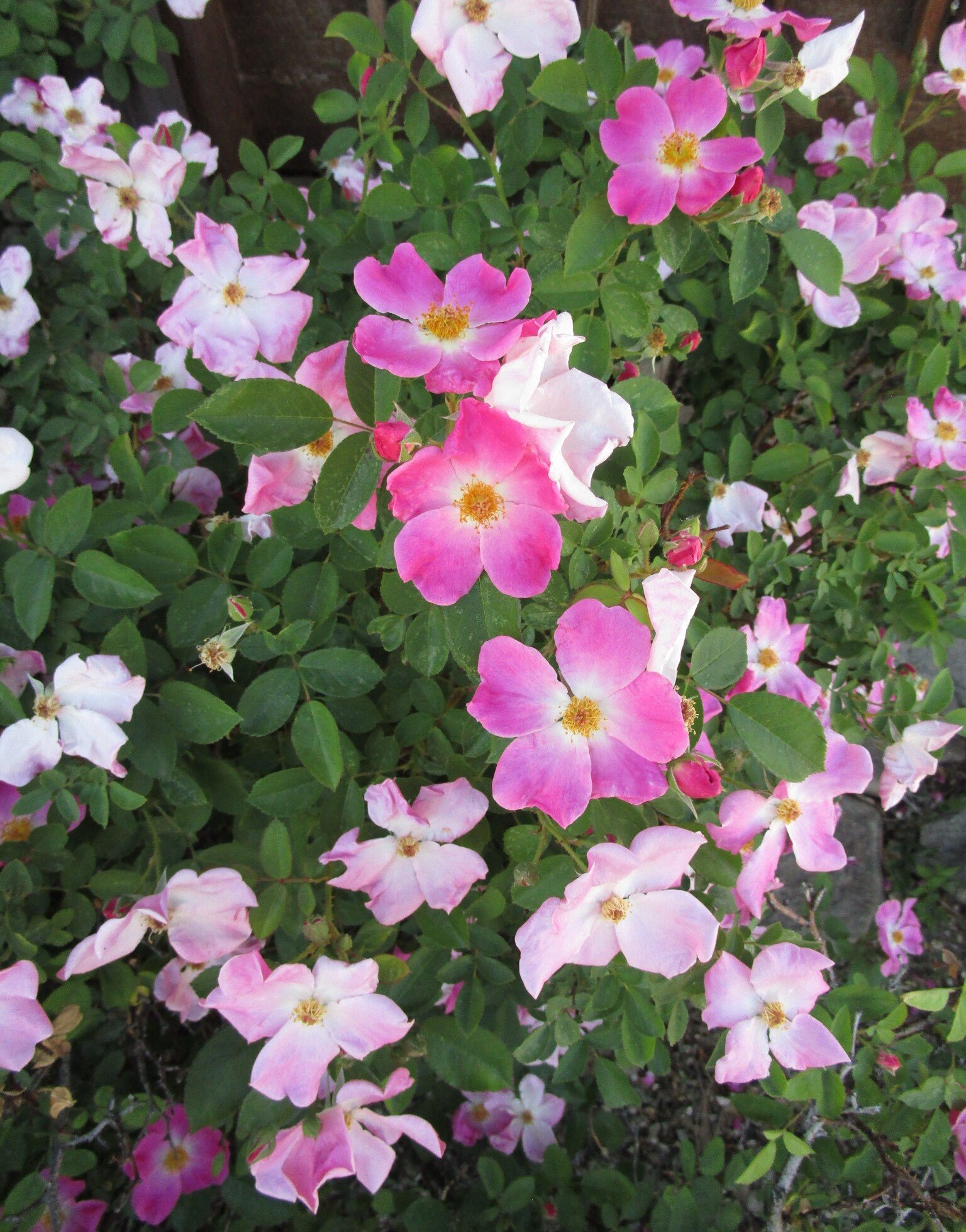 'Nearly wild'... ...are my 'pink florabunda' rose shrubs. Blooming ...