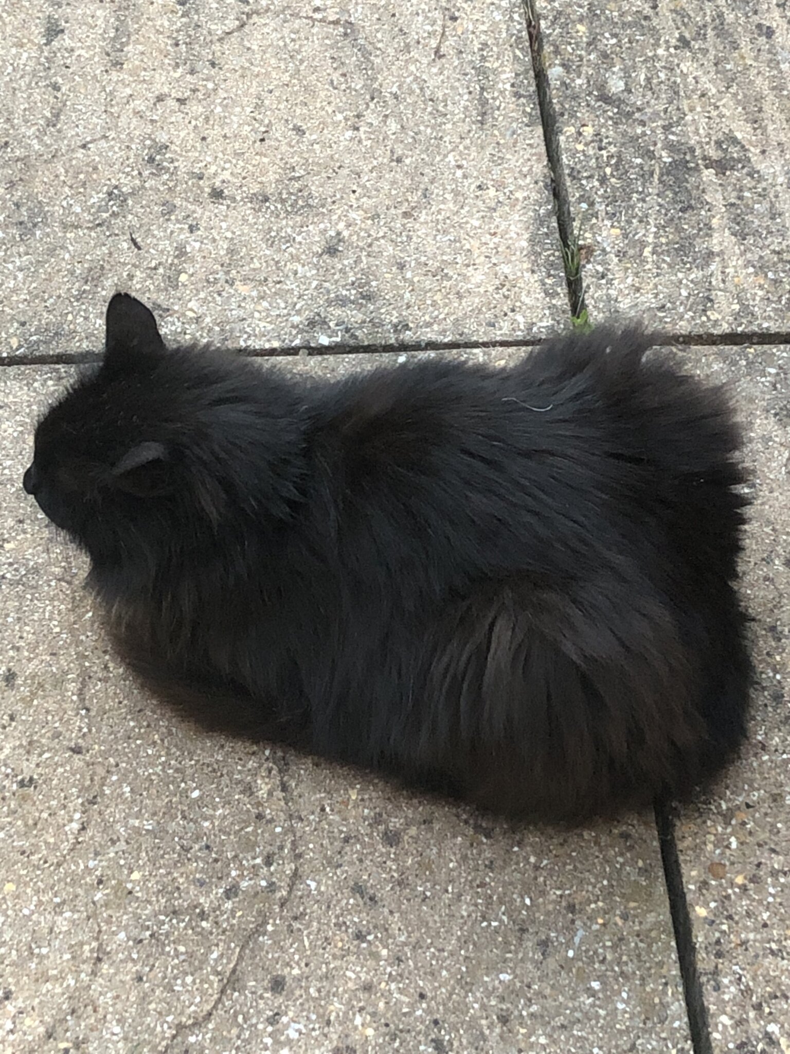 Anyone want to do a cat loaf check? | Cats