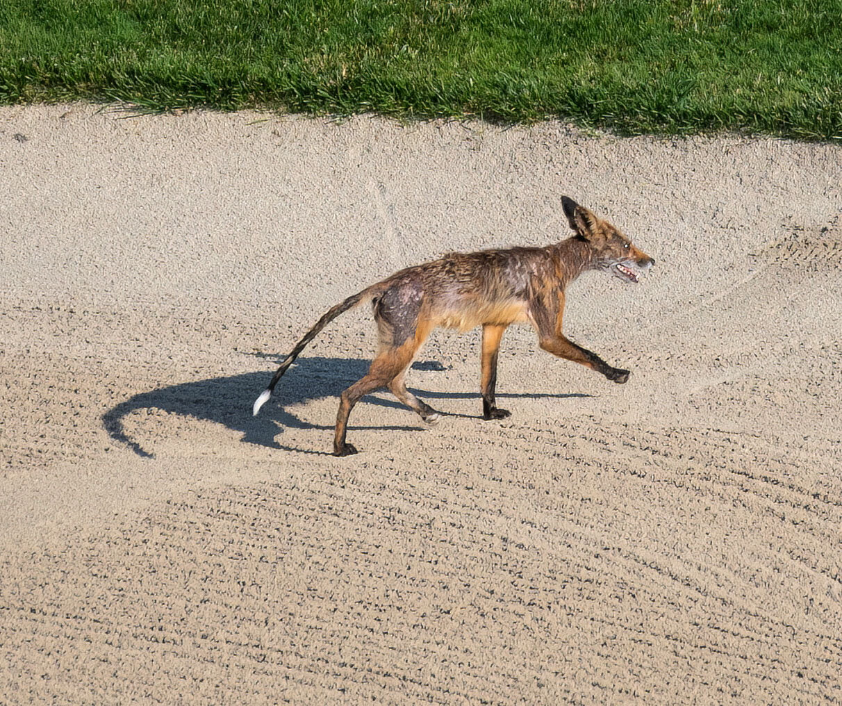 Predator Animal Seen from our balcony overlooking the golf course This ...
