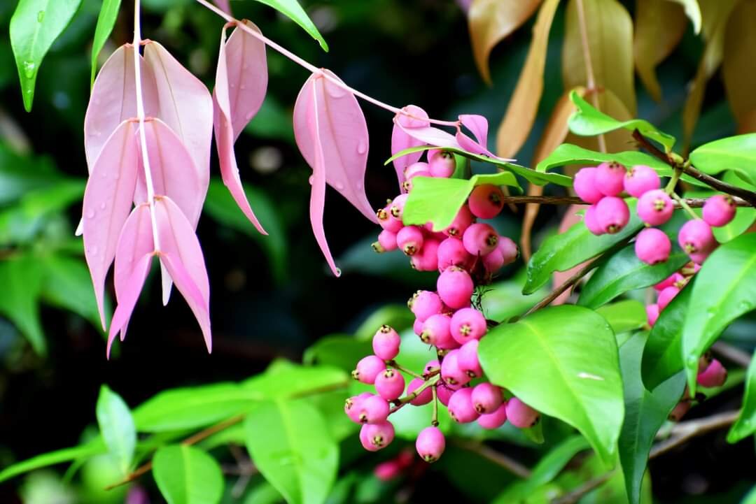 Australian Native - Lilly Pilly | Plants