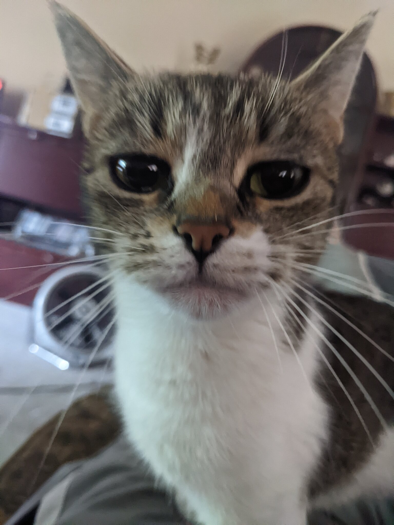 Is this not the most handsome cat you ever seen? The King, the Maine ...