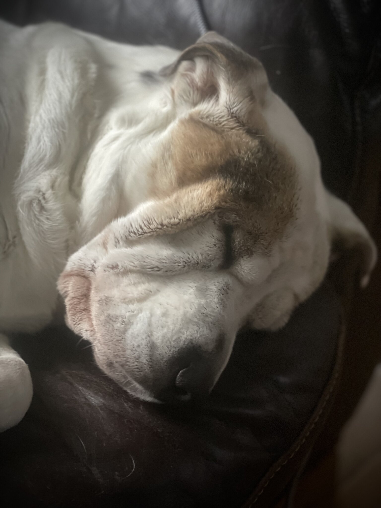 Look at that wrinkly smoosh face | Aww