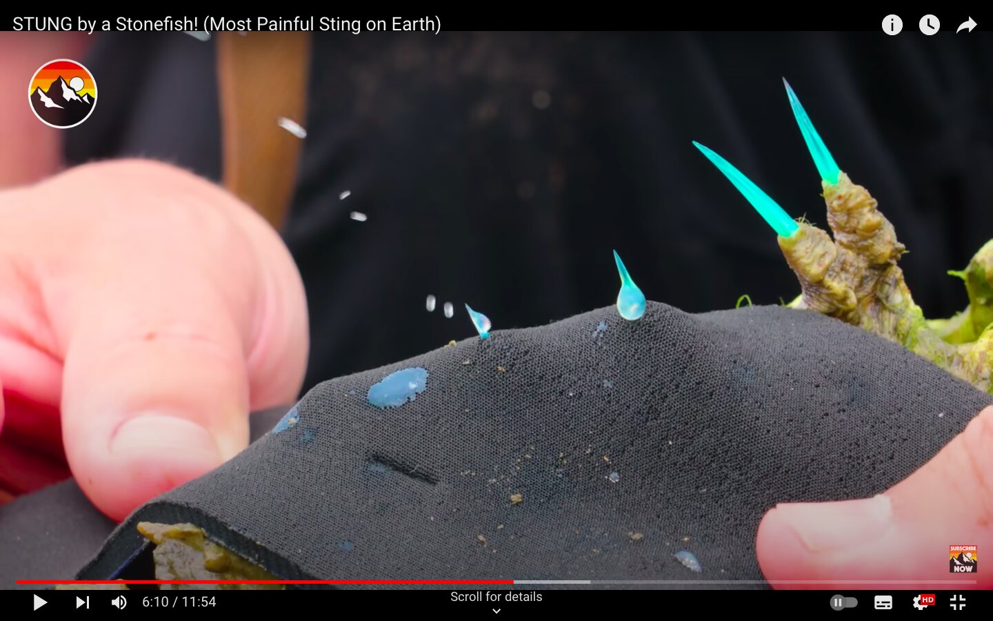 WOW!!! Stonefish are ugly as stones, but their barbs?! That is so ...