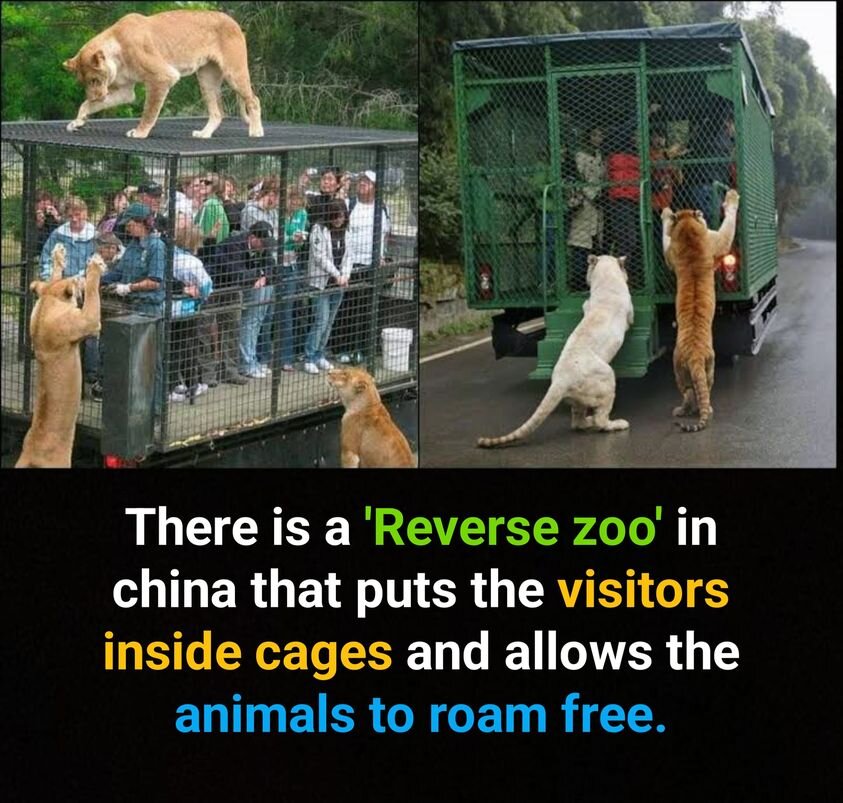 reverse zoo in china, | Zoo