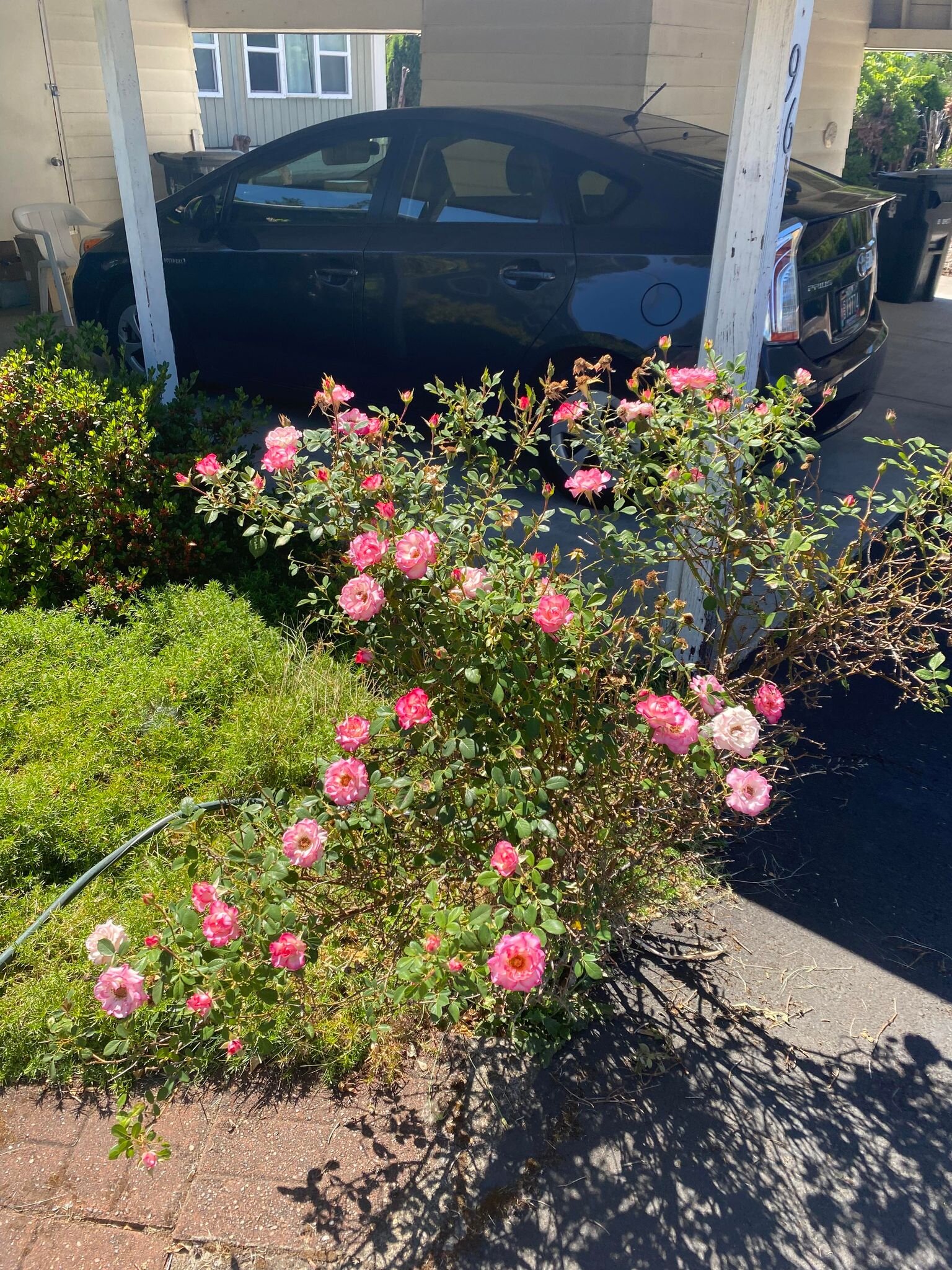 I can't believe it only took about a week to get a bush withh almost ...