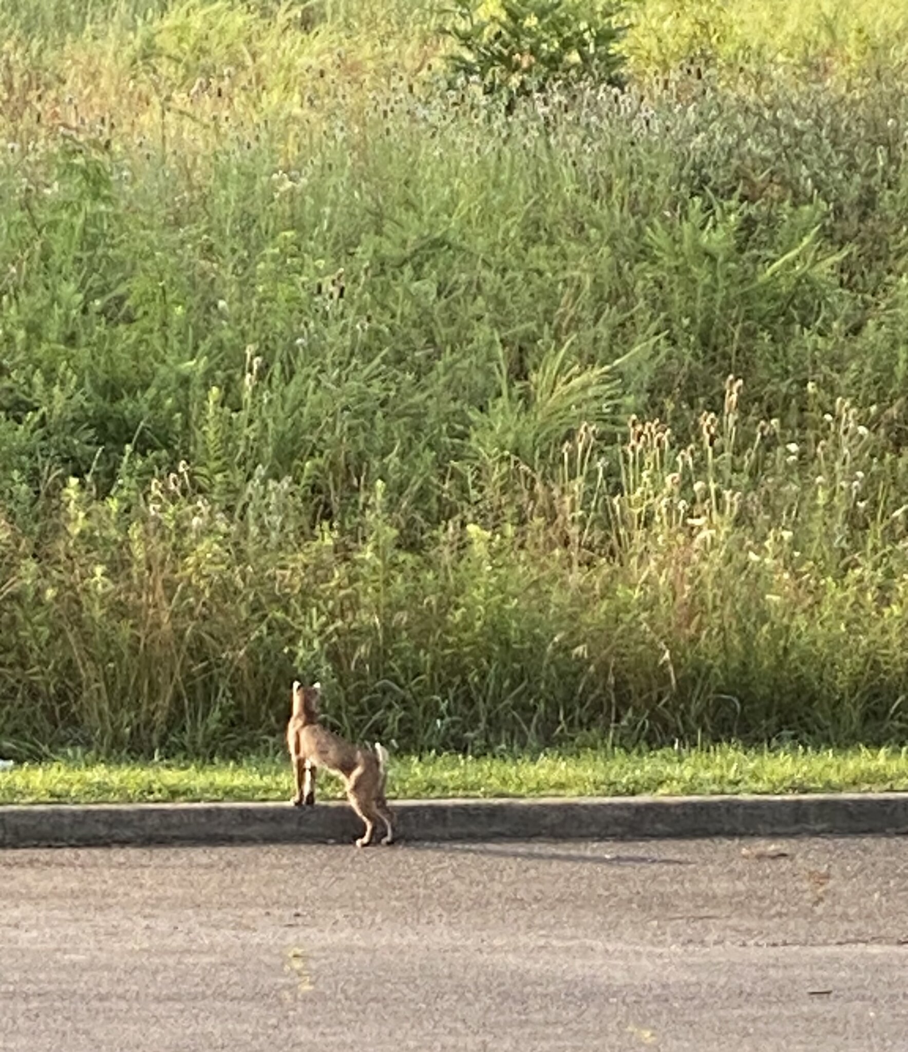 Bobcats are jacked This bobcat visited work today. The way it moved ...