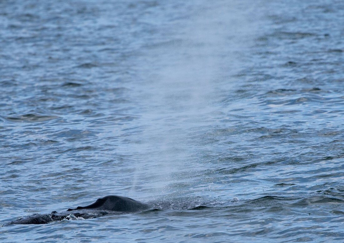 A Day on The Ocean whale watching cruise yesterday saw dolphins, sea ...