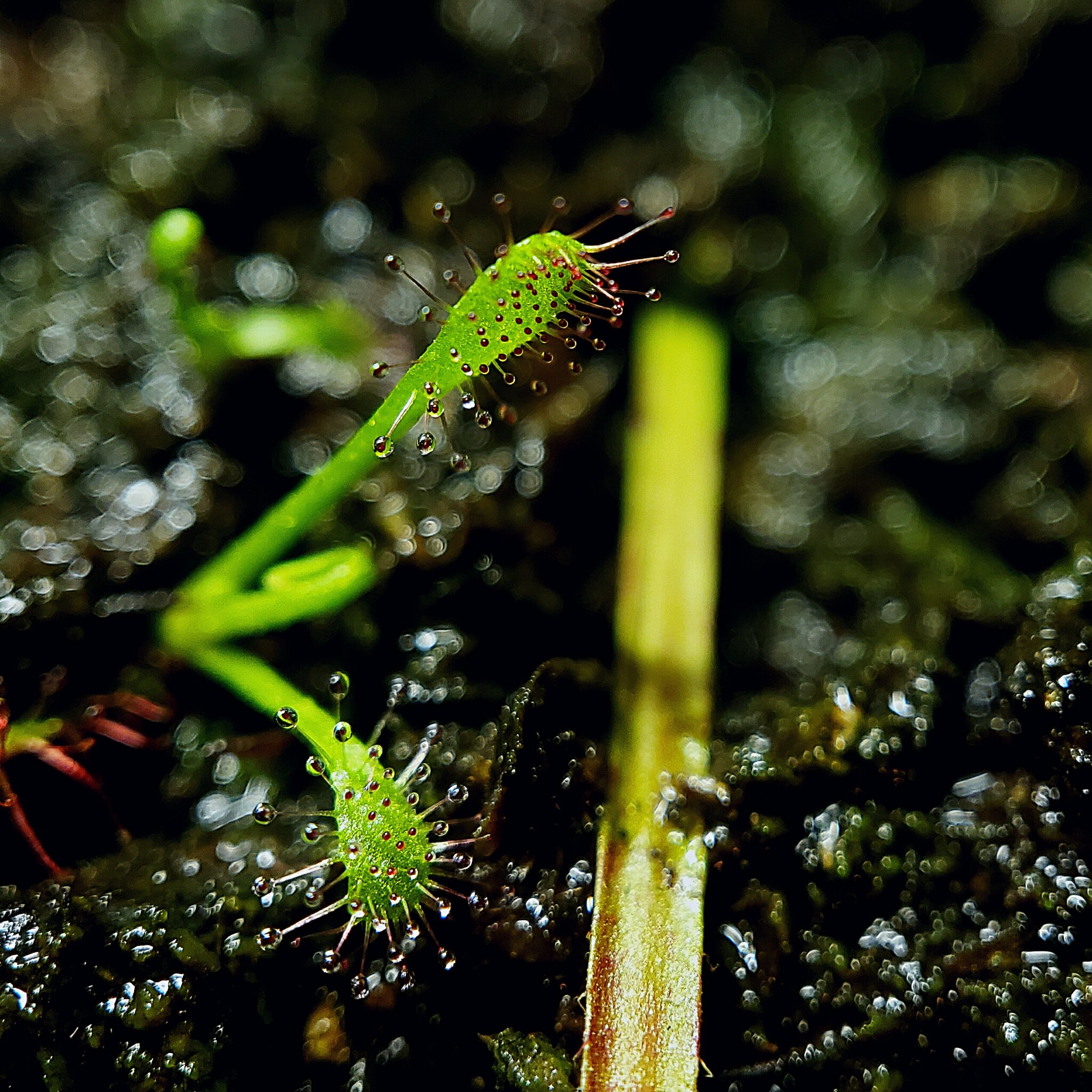 Baby sundews 💙 Leaf propagation | Plants