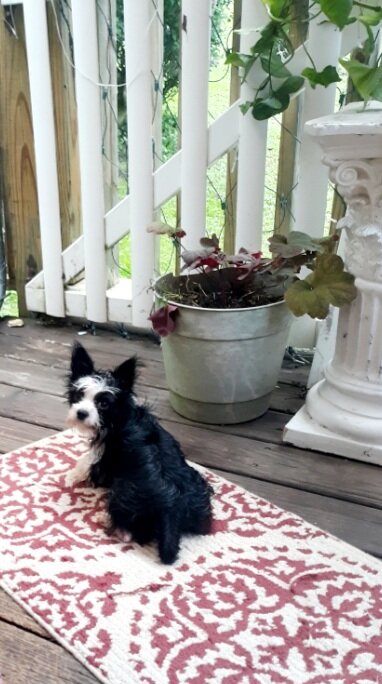 My mom's little dog Mimzy He is so precious 😍 | Pets