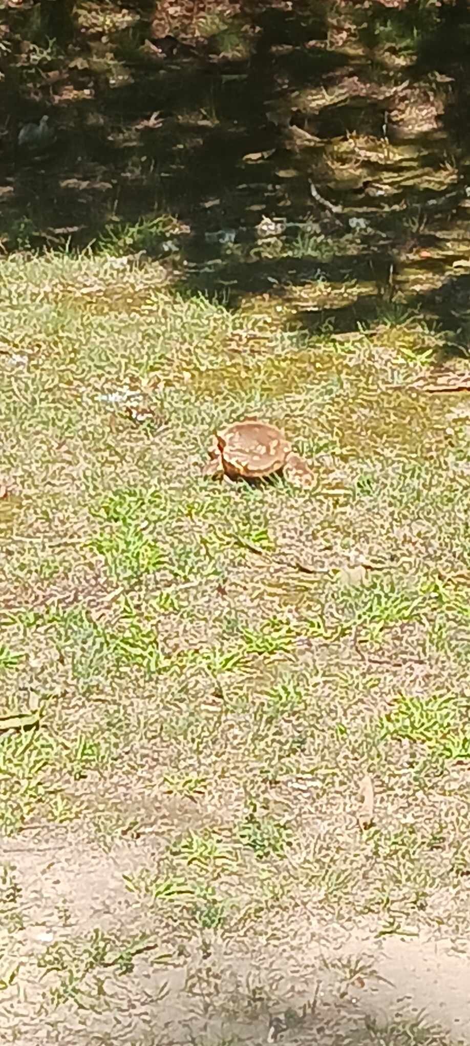 I saw this in my yard and went to investigate I thought it was a frog ...