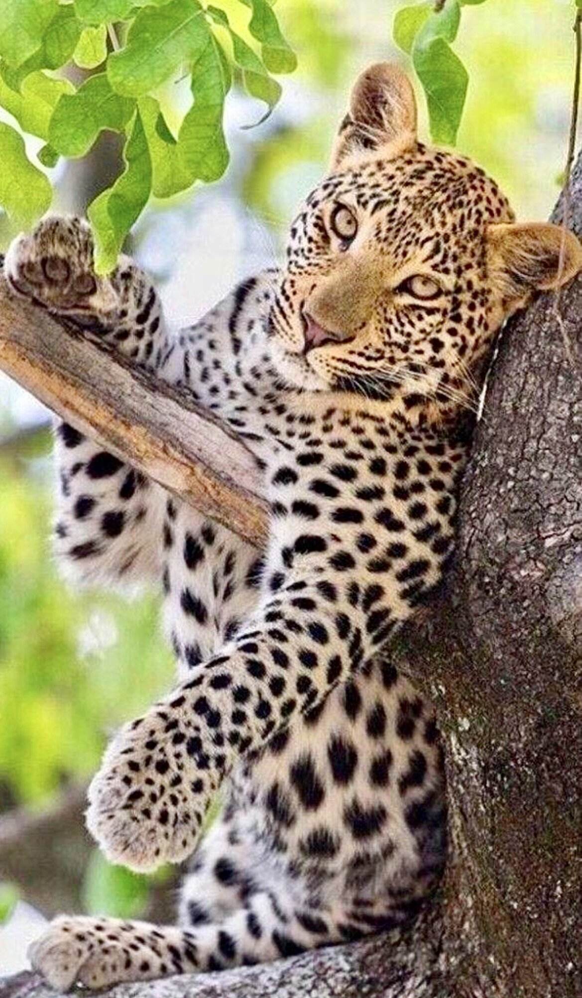 This is the good night leopard Good kitty... Good night | Animals