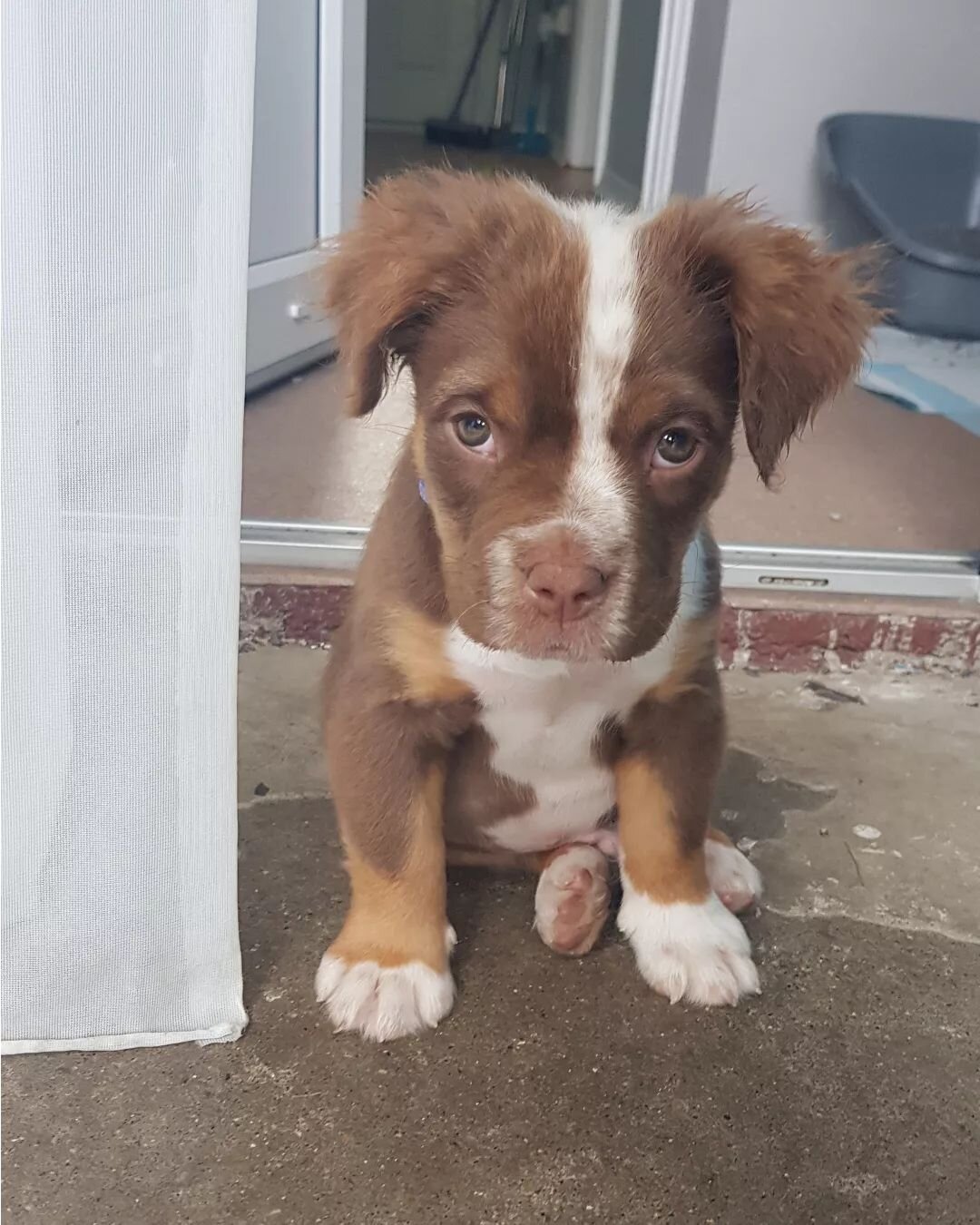 Look at him LOOK AT HIM! | Dogs