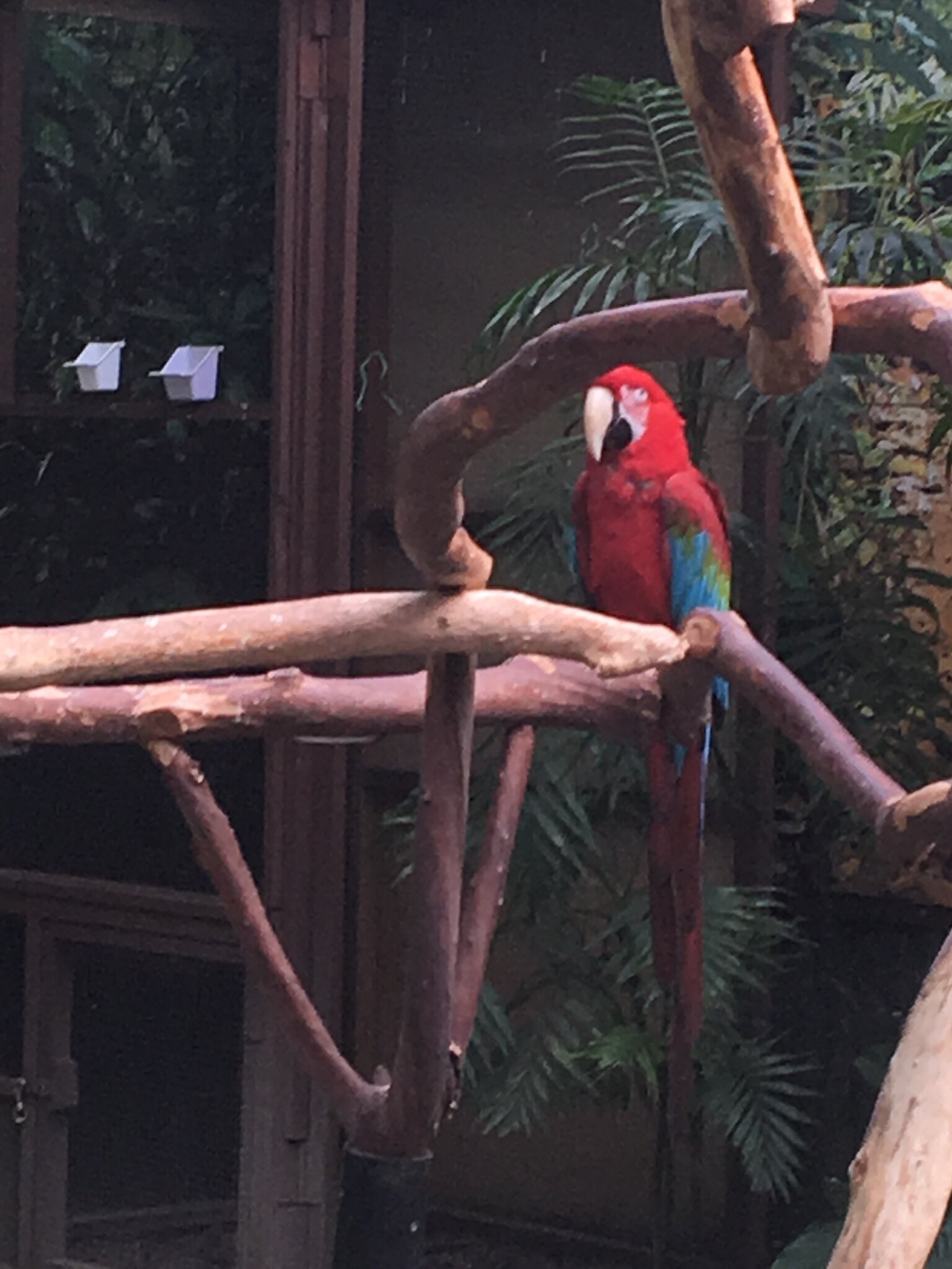 Just A Parrot On A Perch A parrot in the Bloedel Conservatory in ...