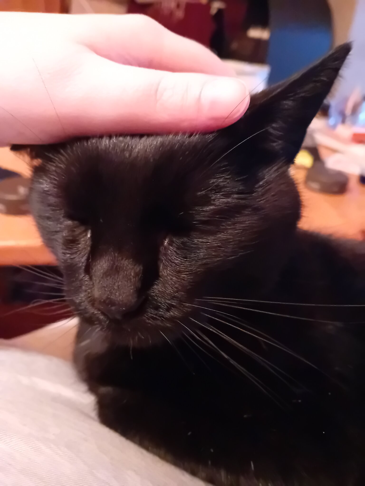Head pats from dad is the bestest | Cats