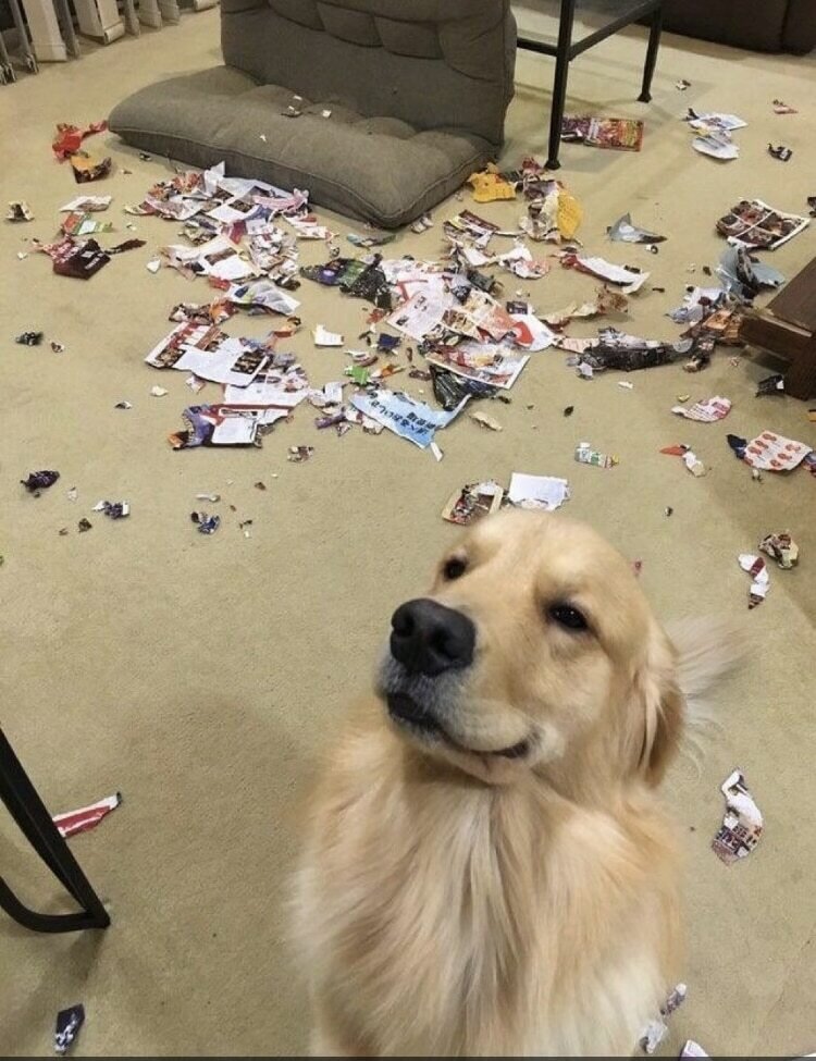 At Your Service, Ma’am…. | Pets