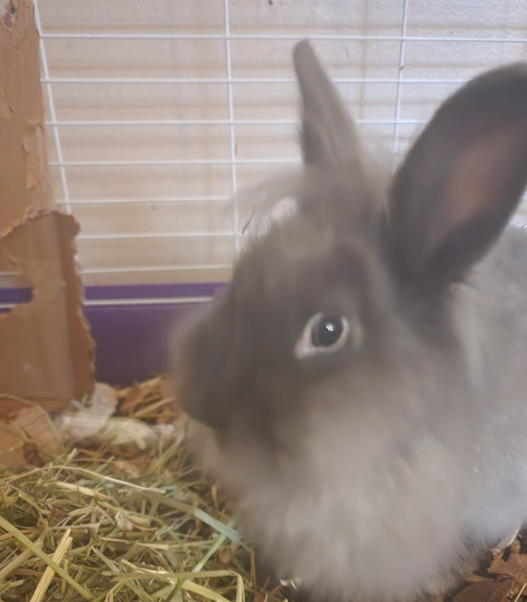 Rabbits. Rabbits. Rabbits. 🐇🐇🐇 We have Miss Phoenix: And we have Mister ...