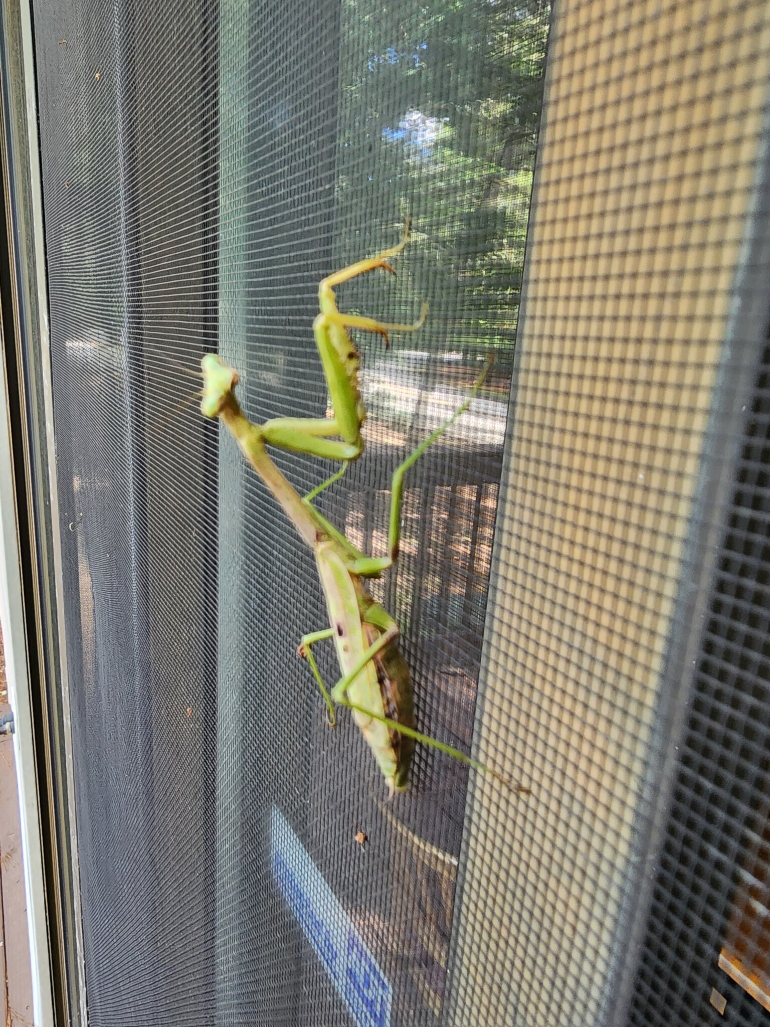 Cool, a praying mantis on my door | Self