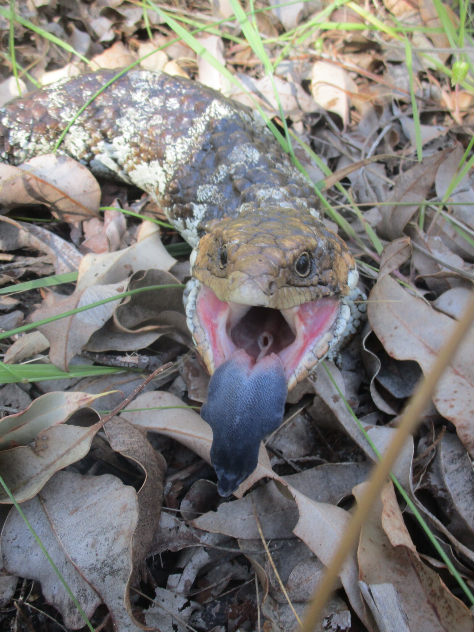 Gusman | SimilarWorlds