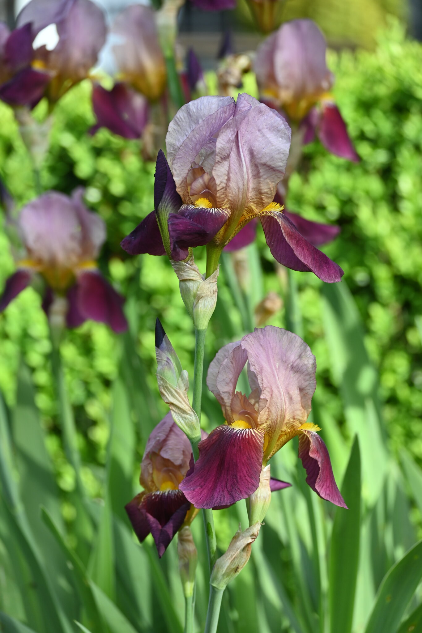 Interesting flowers | Flowers