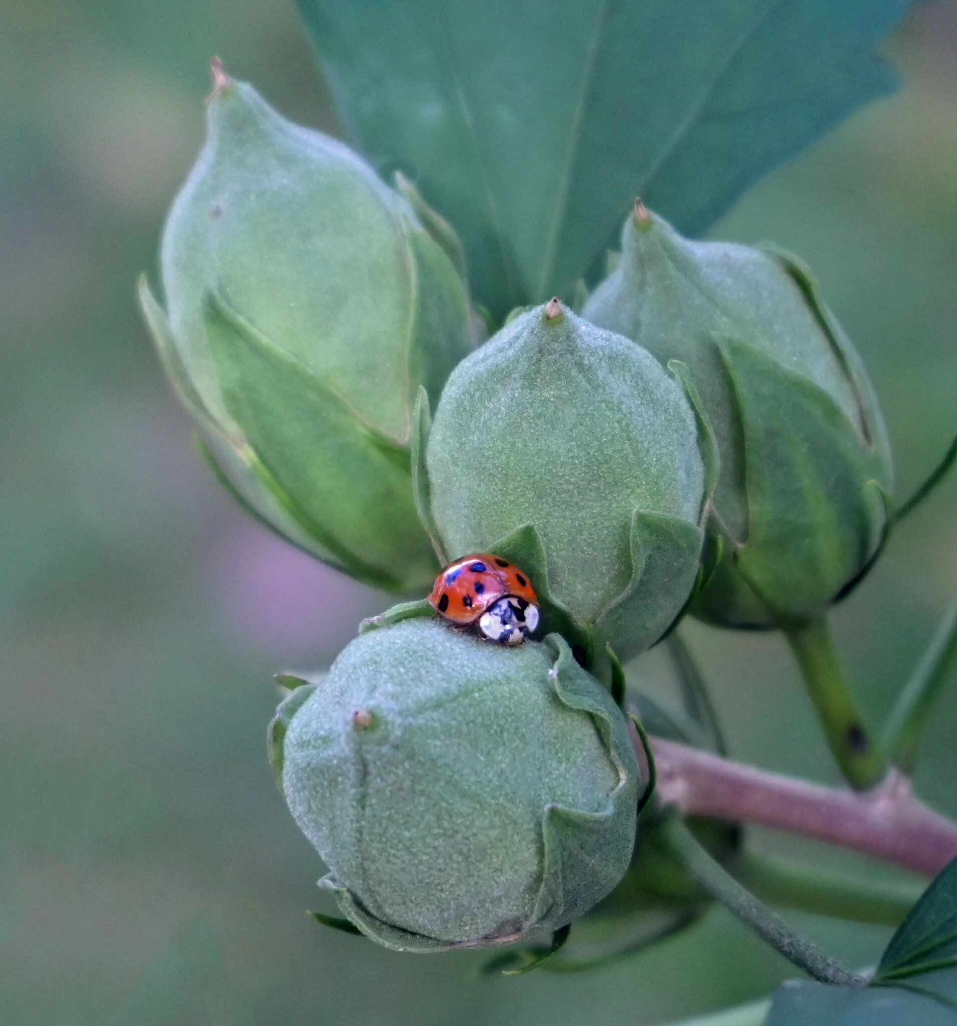 Asian Lady Beetle While walking the dog i noticed an interesting bush ...