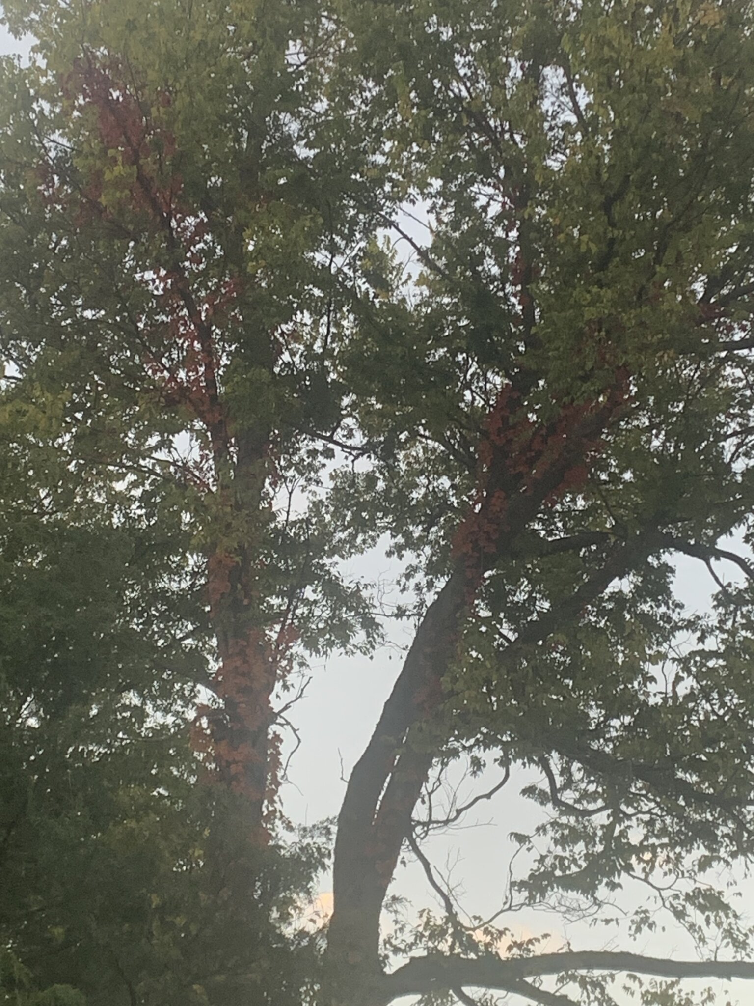 The Fae Tree in my backyard | Nature & Outdoors