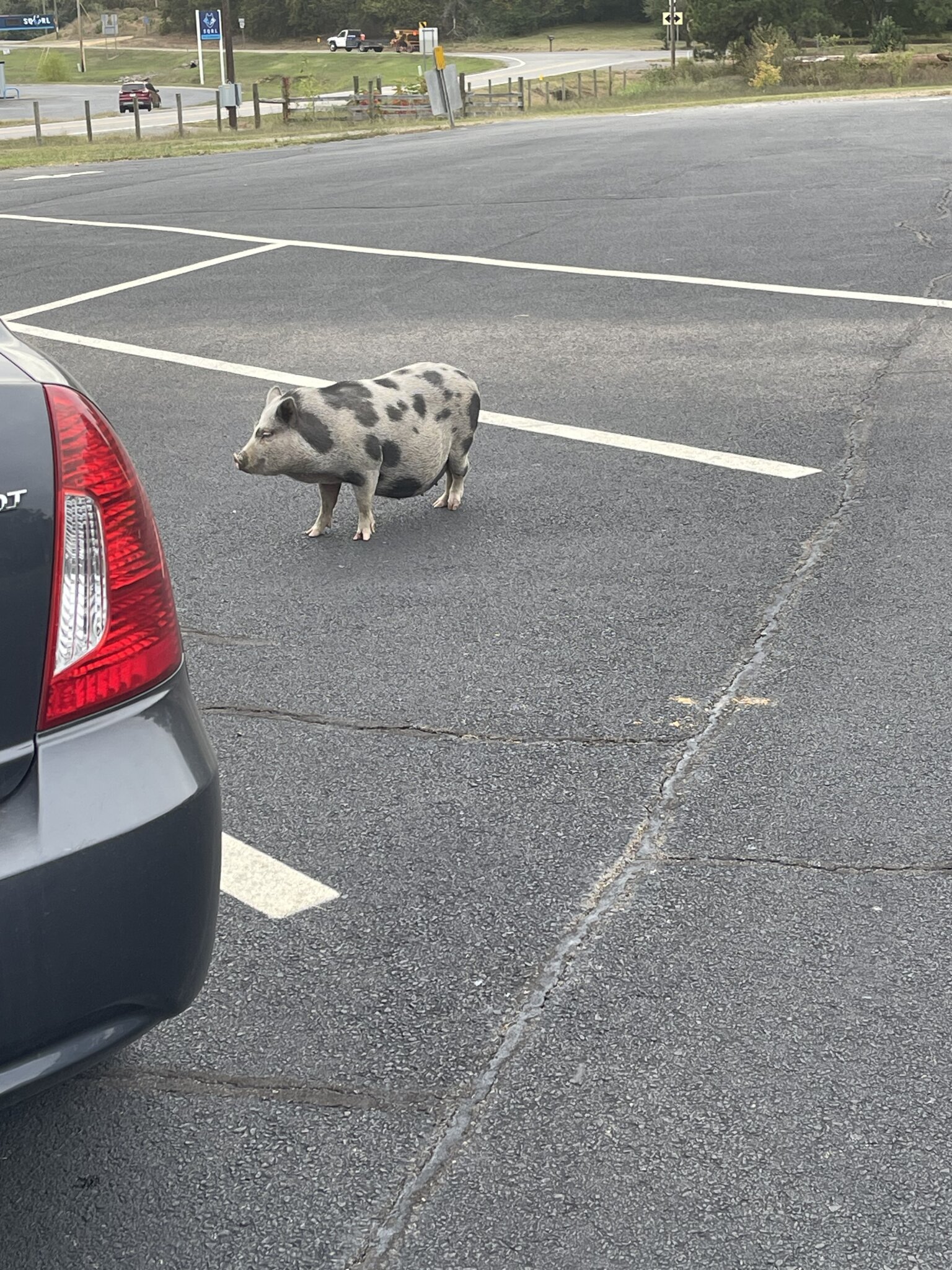 You know you live in the country side when you see a runaway pig Sadly ...