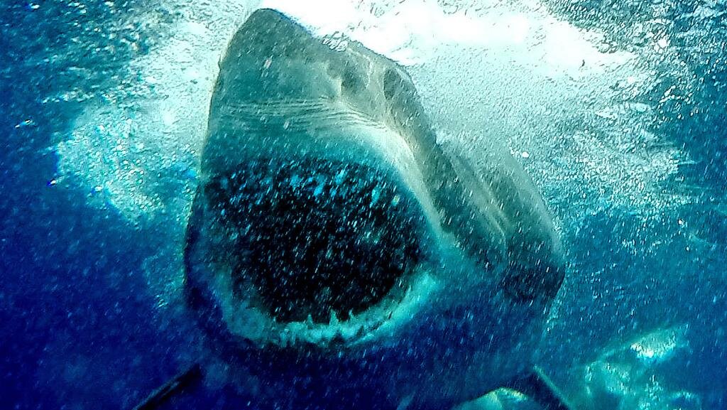 Fatal Shark Attack in South Australia A 55 yr old surfer was taken by a ...