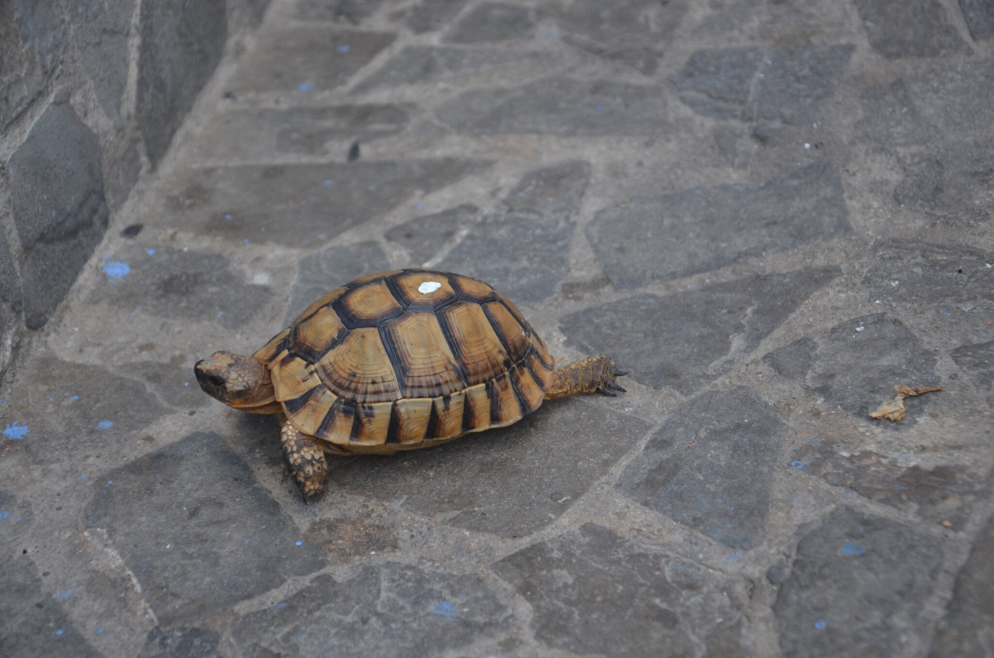 turtle in morocco in moroccoi children play with turtles | Animals