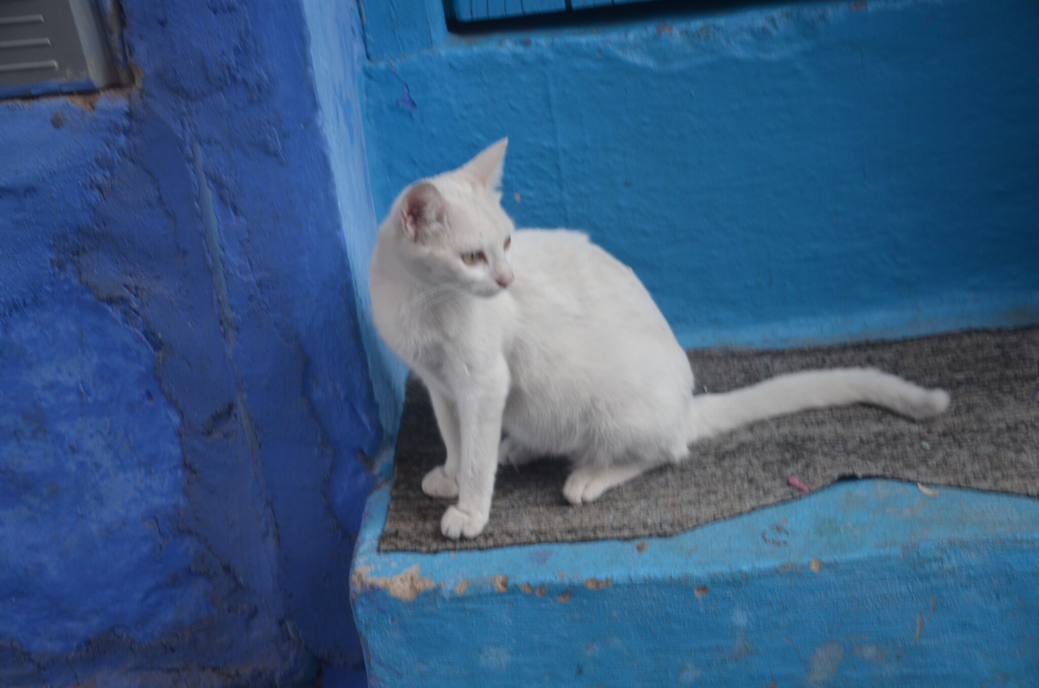 Muslims peoples love cats Muslims peoples love cats prophete Muhamed ...