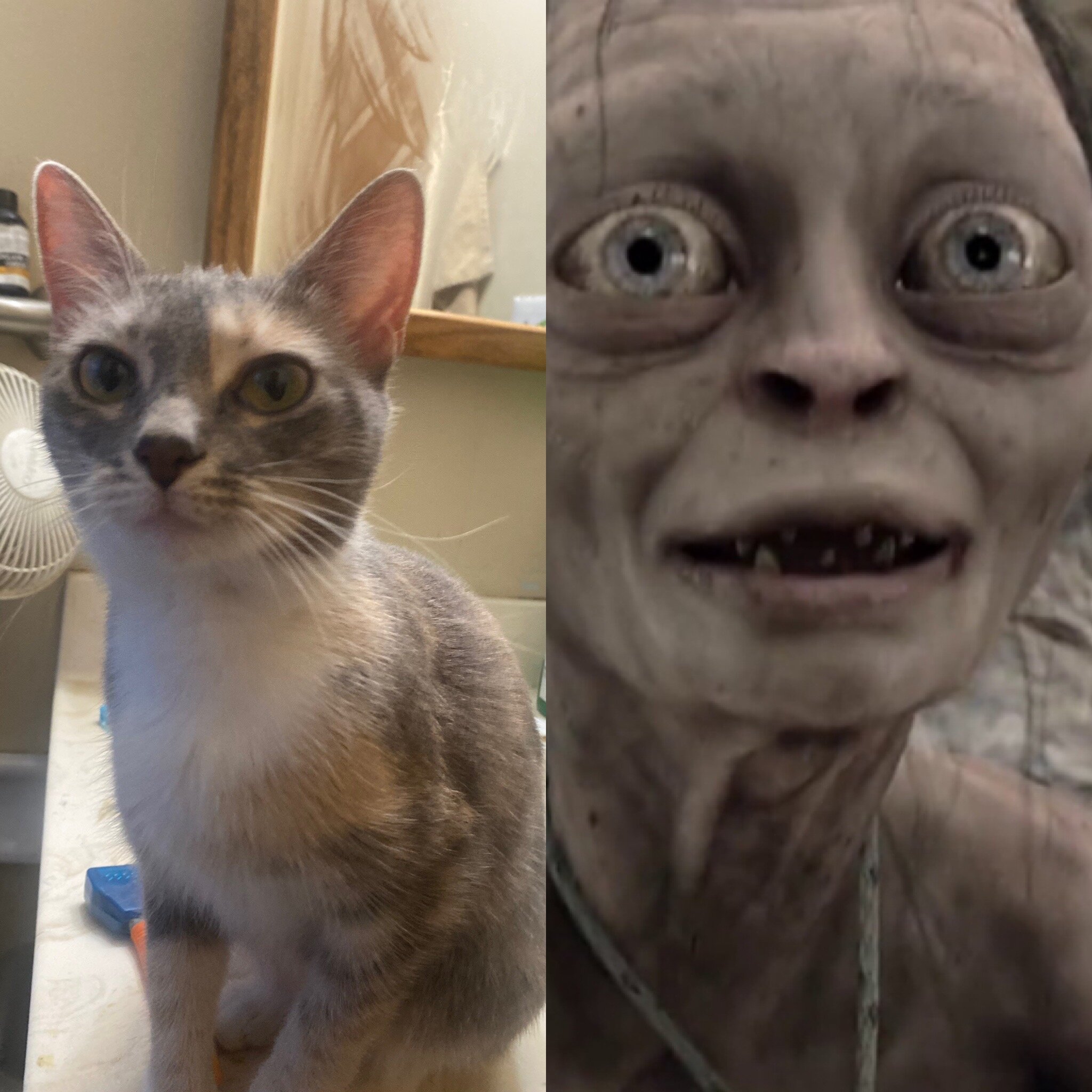 My friend says that one of my cats looks like “Gollum” from LOTR… does ...