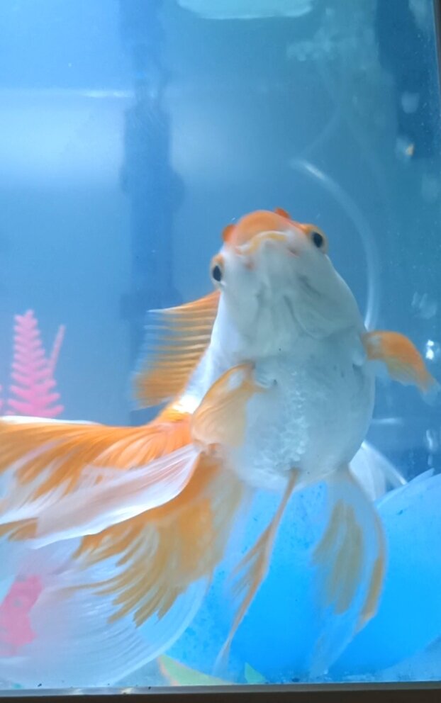 Guess the name of my fish | Fish & Aquatic Life