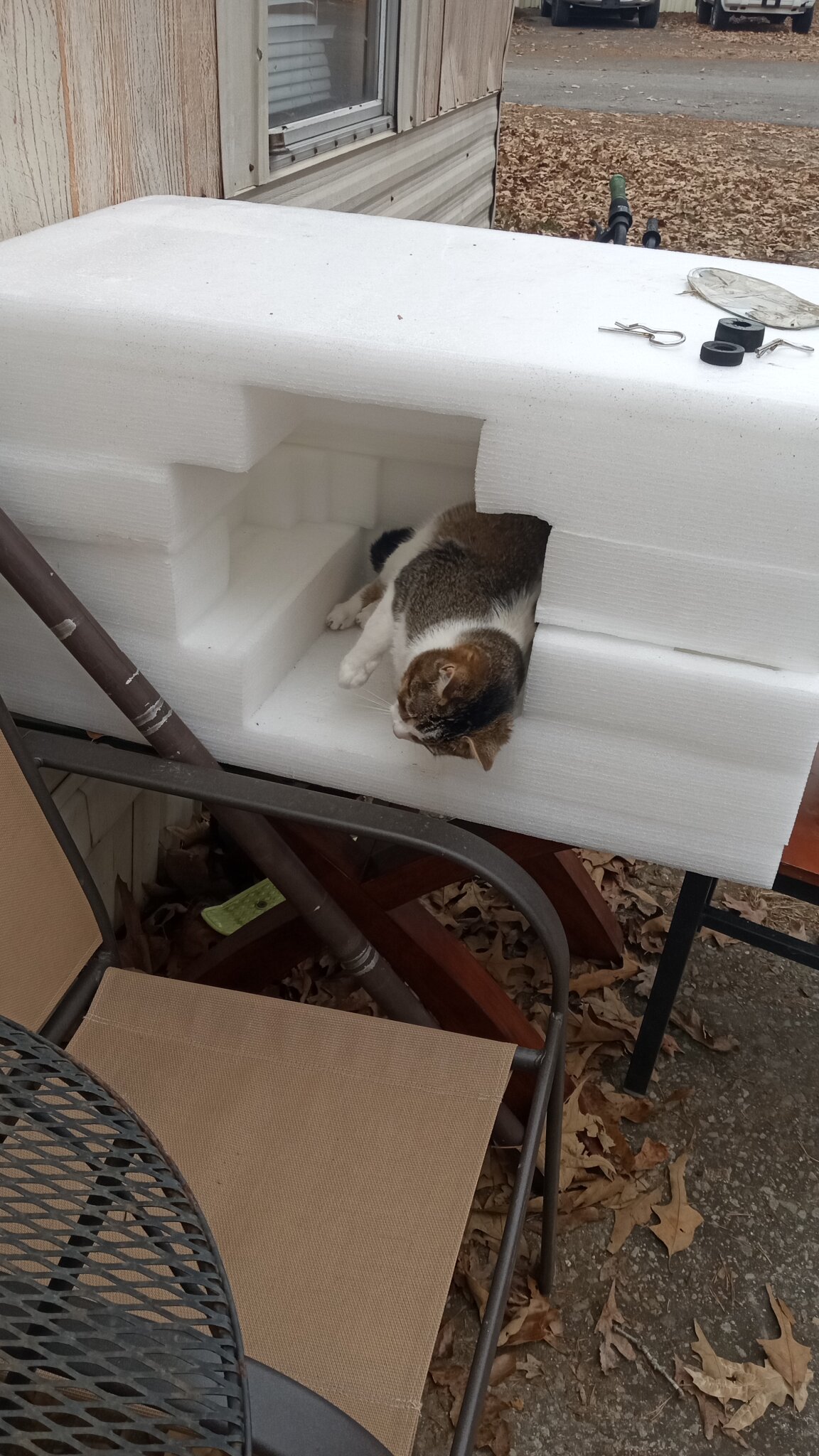 And one smart cat found a usefor my Styrofoam | Life